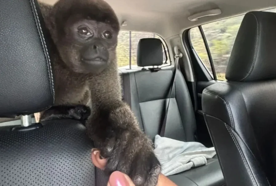 Macaco-barrigudo é resgatado em Porto Velho - NC News